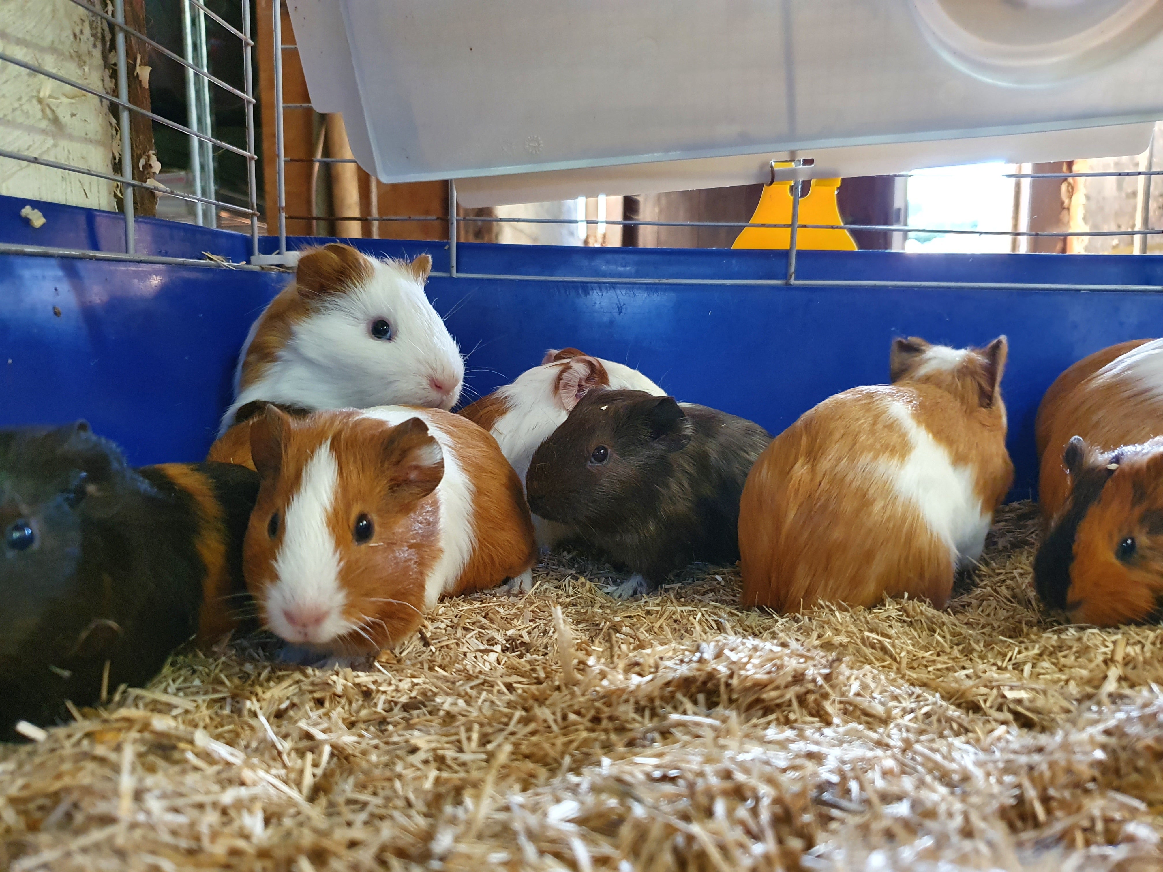 Voeding Cavia's – Birdshop Christina Pet Shop