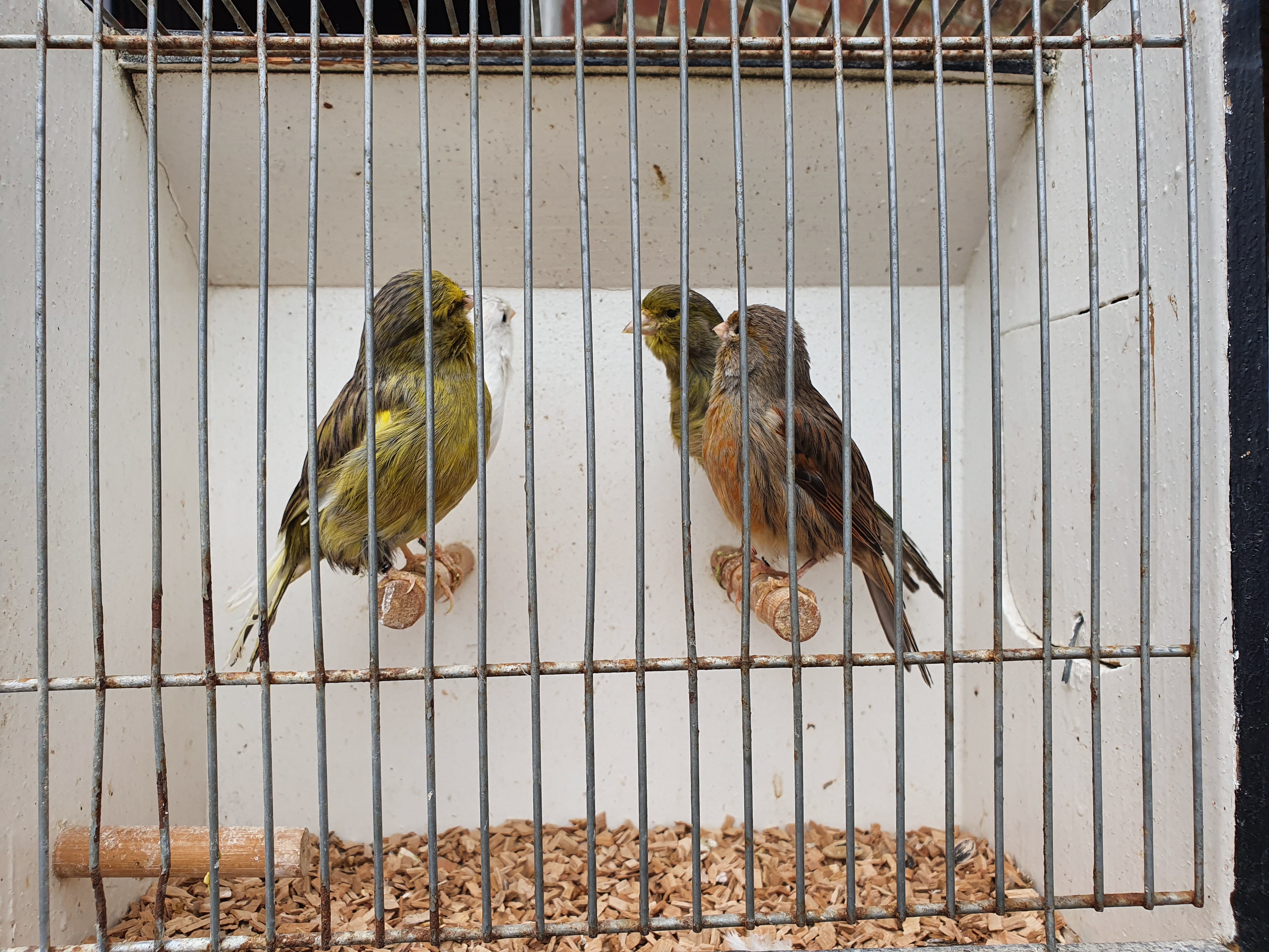 Rui en Veer ( Pluimen ) Onderhoud – Birdshop Christina Pet Shop